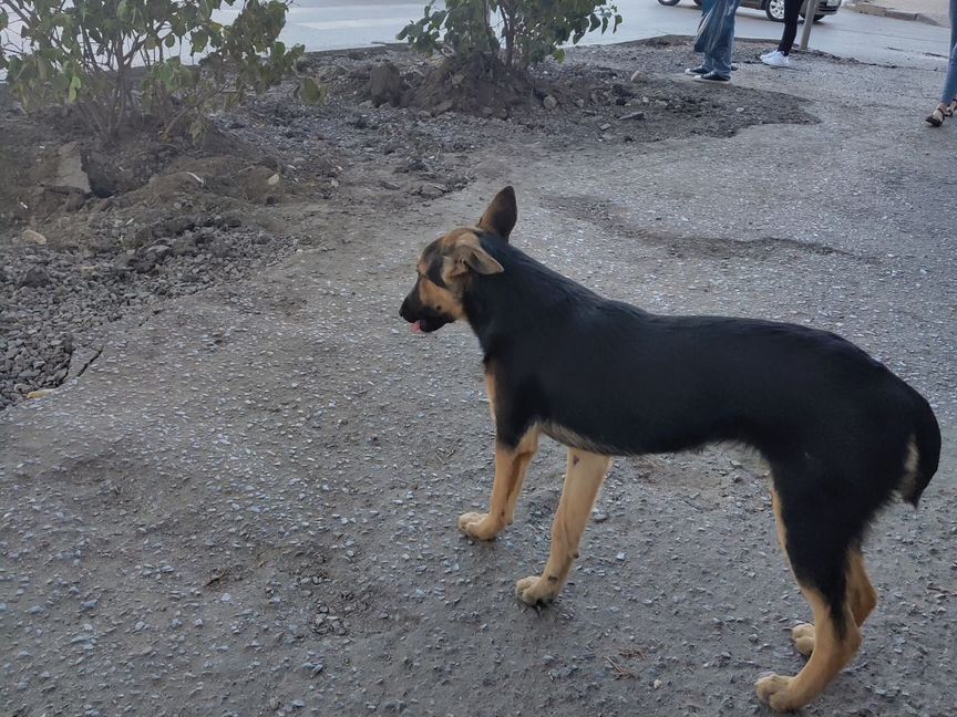 Собака в добрые руки