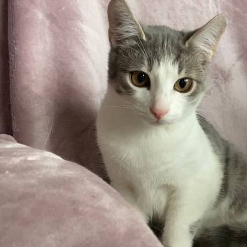 Котенок мальчик 4 месяца