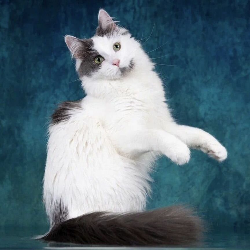 В поисках дома нежная кошечка Лора