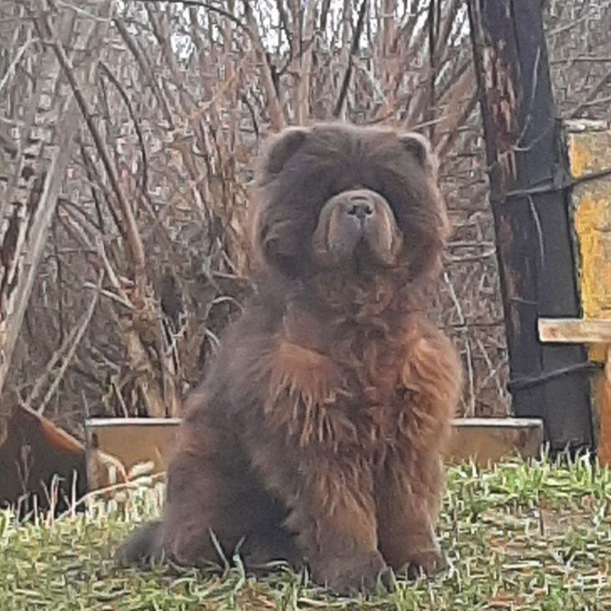 Чау-чау, взрослый пёс