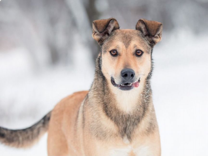 Габи ищет дом