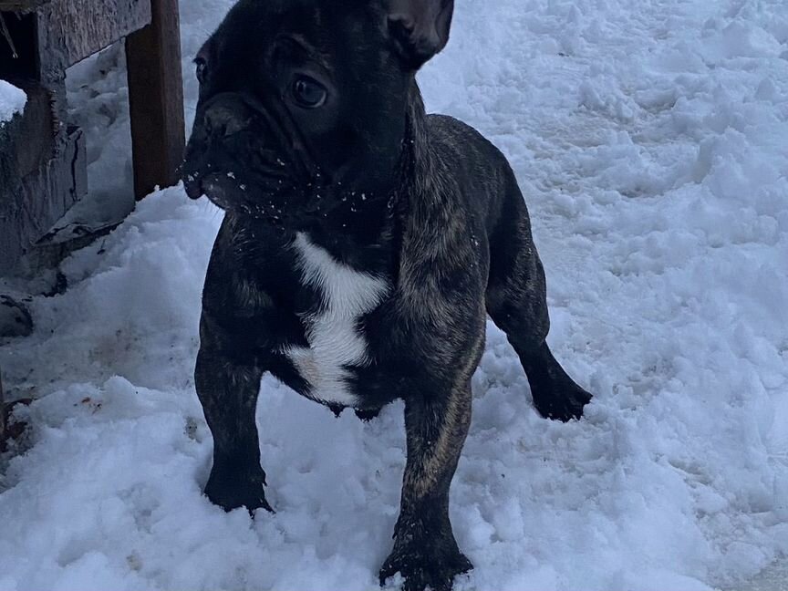 Тигровый парень