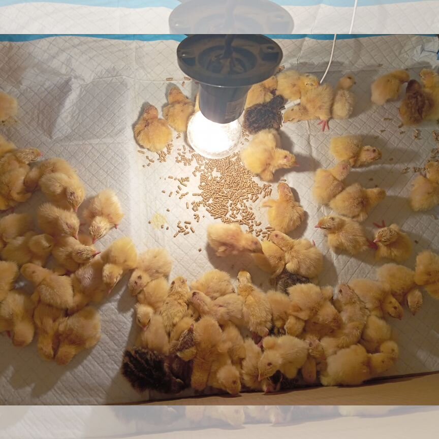 Перепела суточные порода Техас