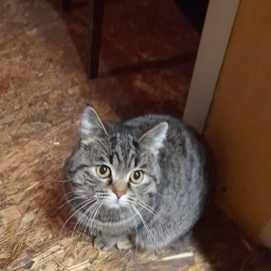 Кот Степка, 1 годик