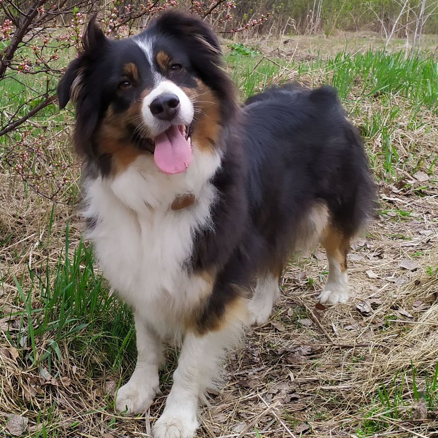 Ищем партнера для вязки породы аусси