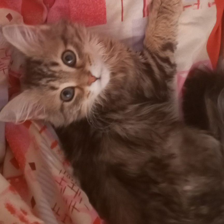 Отдам котёнка 4 месяца