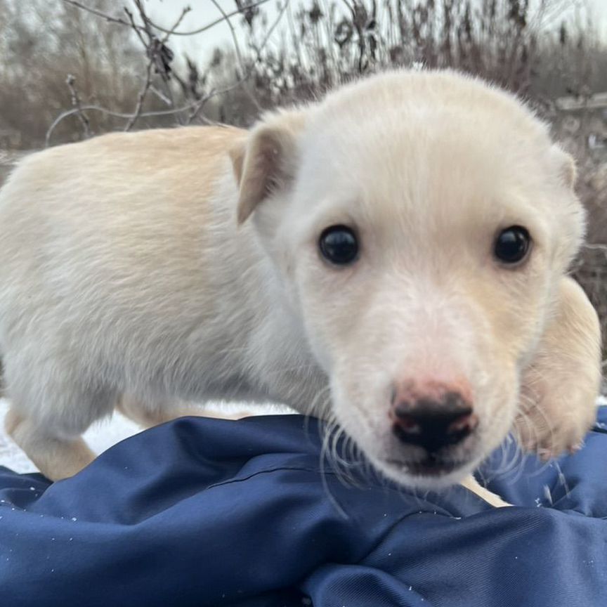 Белая швейцарская овчарка, щенок