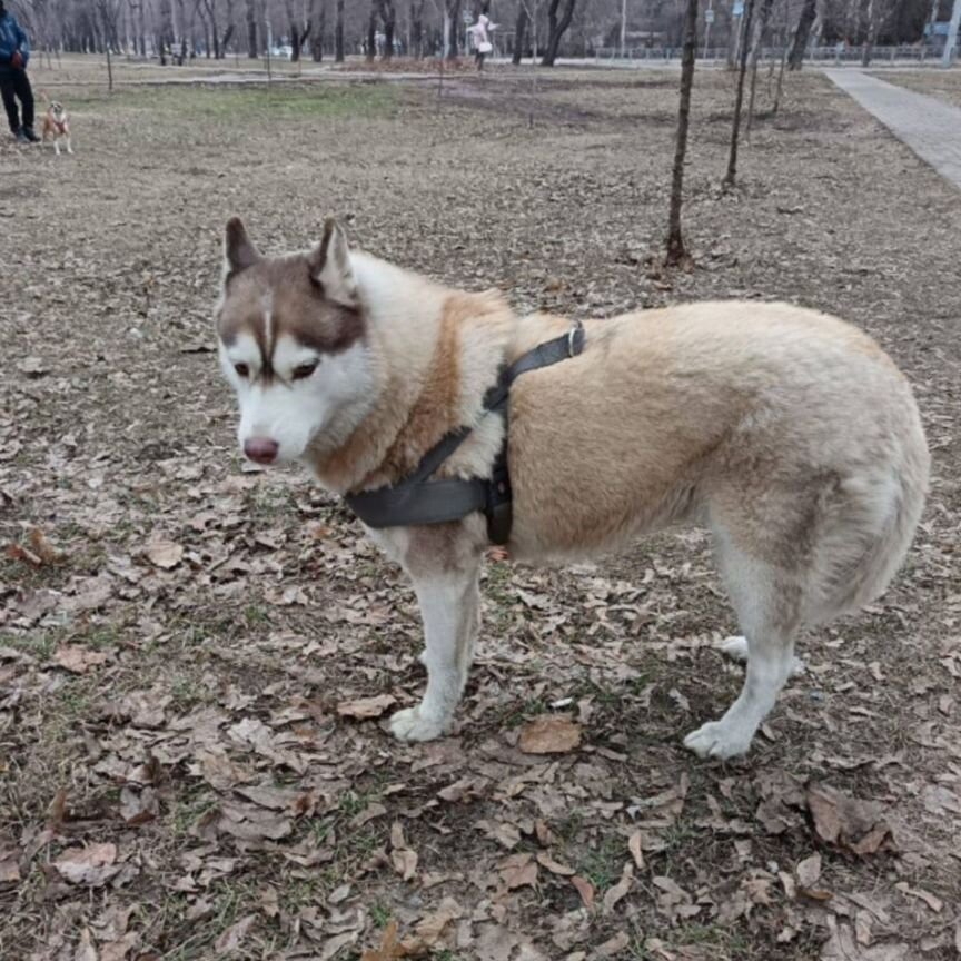 Обнаружена собака