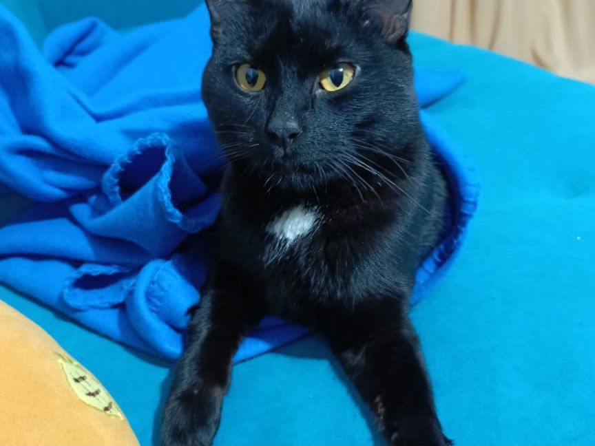 Котик годовалый