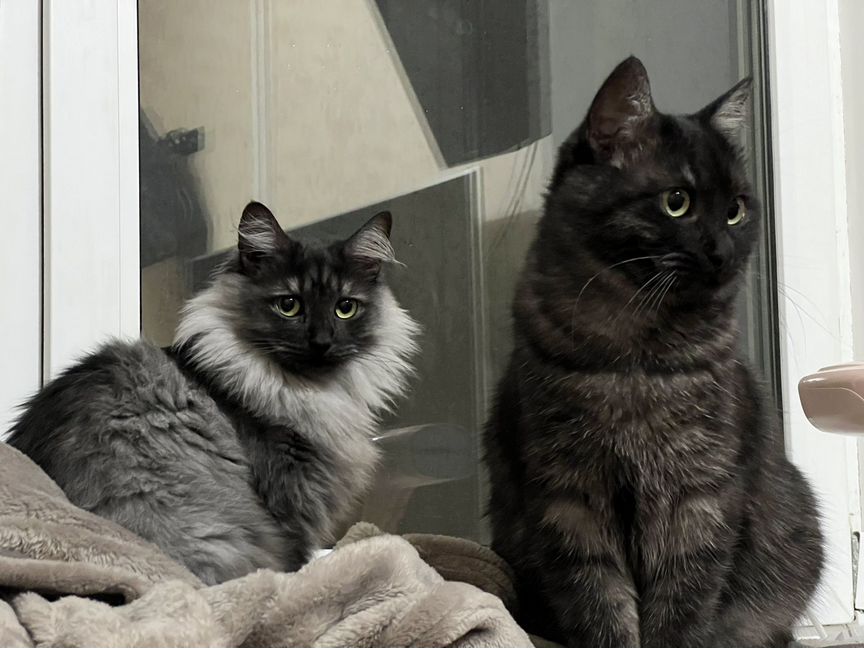 Кошки в добрые руки