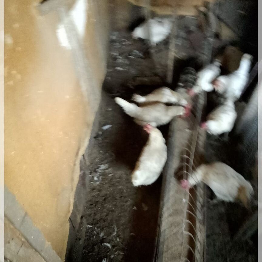 Продам взрослых кур