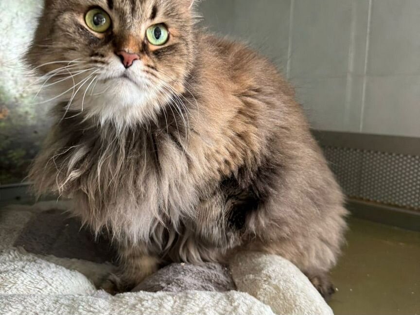 Домашнюю кошку сдали в приют