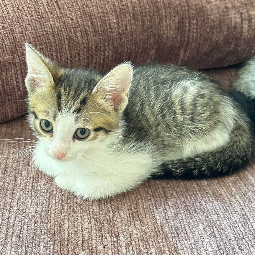 Отдам в добрые руки котяток