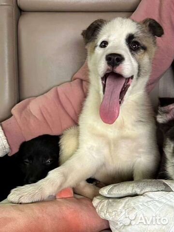 Фондю щенок ищет дом