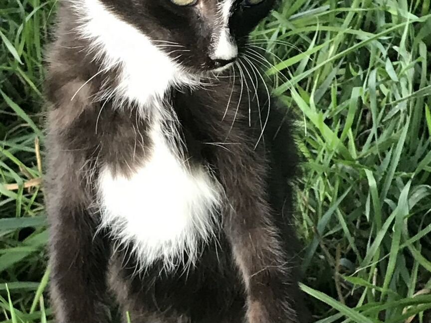 Котята бесплатно