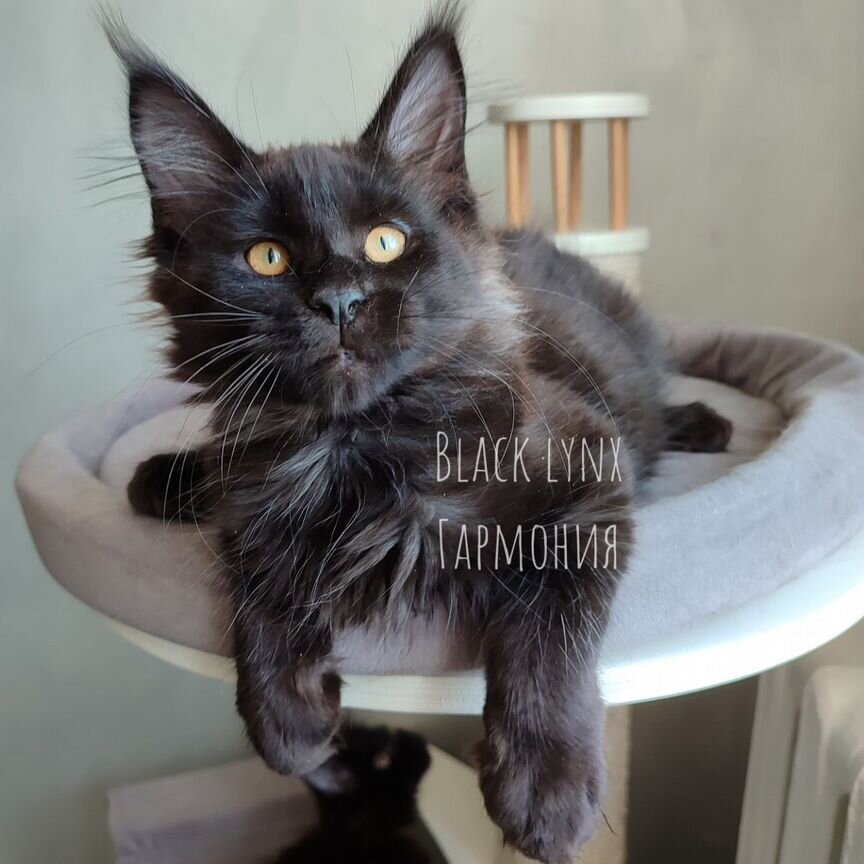 Мейн-кун котёнок