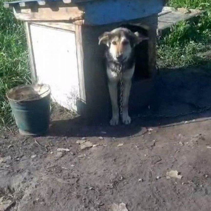 Собака в добрые руки