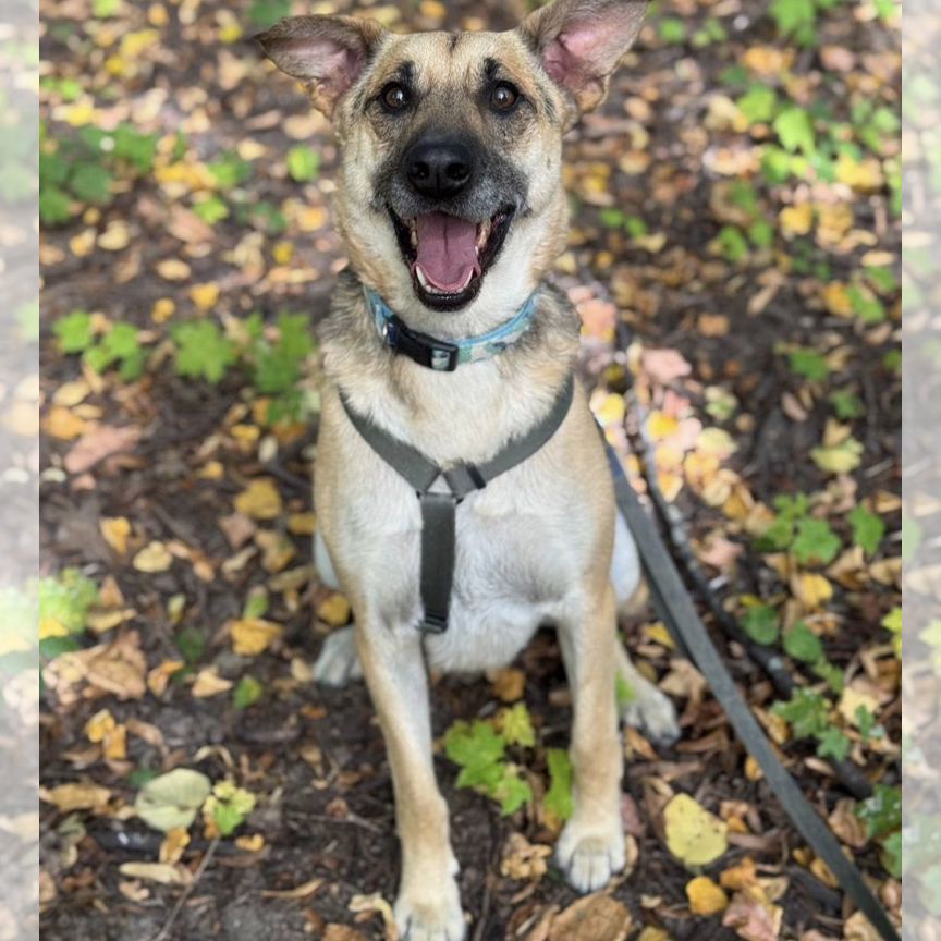 Взрослая собака в добрые руки