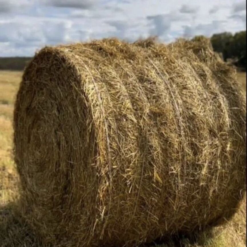 Солома в рулонах яровая пшеница