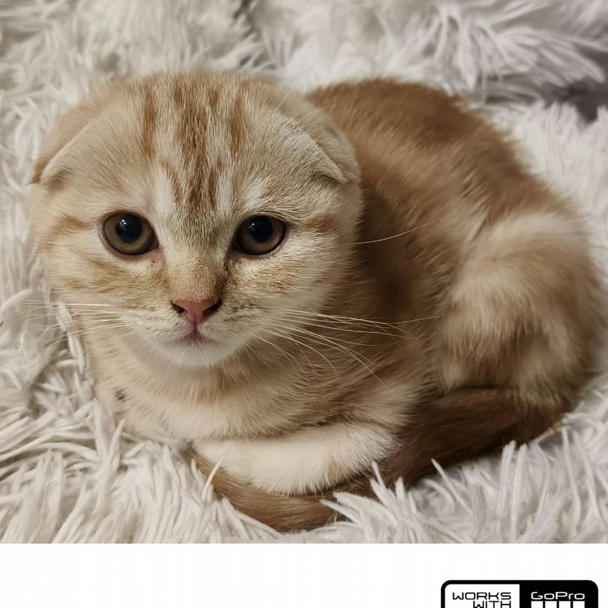 Шотландский вислоухий короткошёрстный котёнок