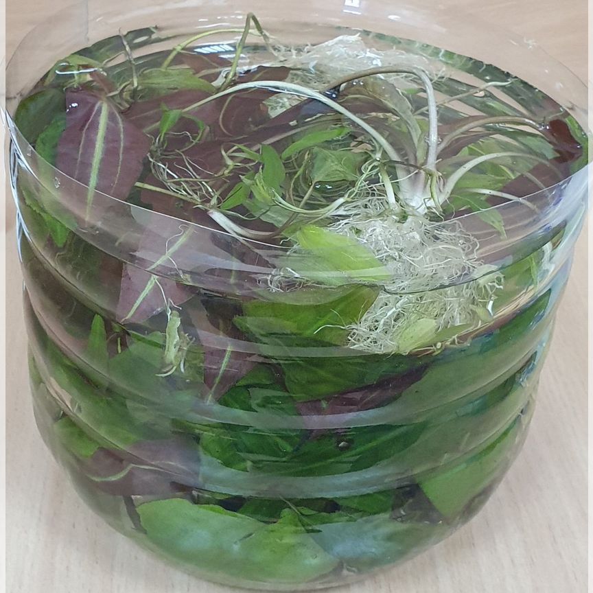 Аквариумное растение