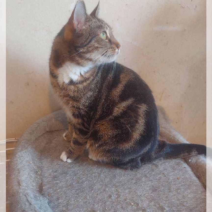 Взрослая, кошка в добрые руки