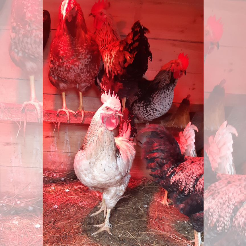 Молодые петухи