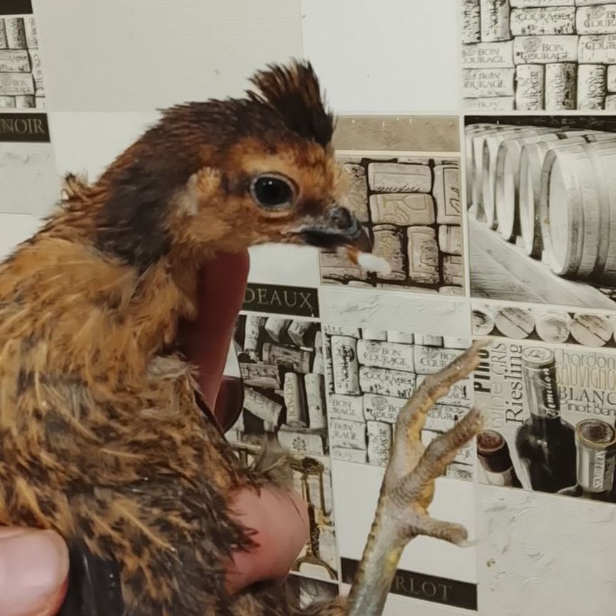 Куры молодки несушки домашние