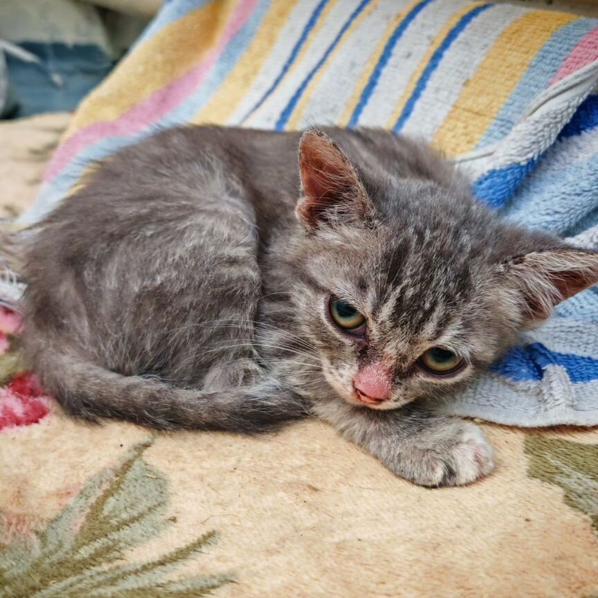 Британский короткошёрстный котёнок