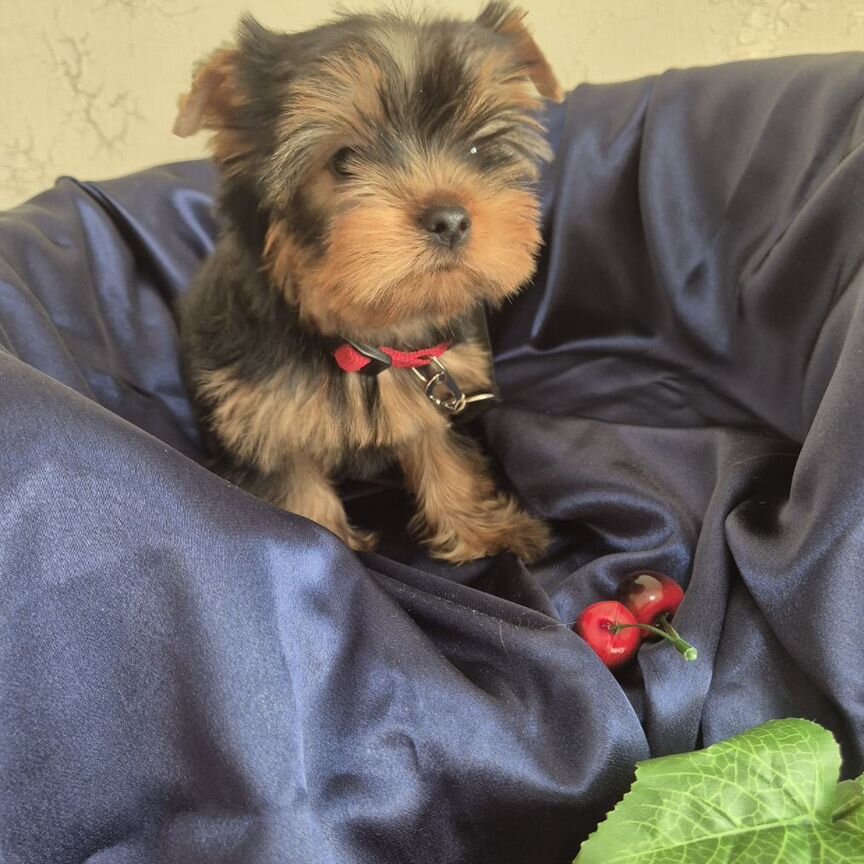 Йоркширский терьер, щенок