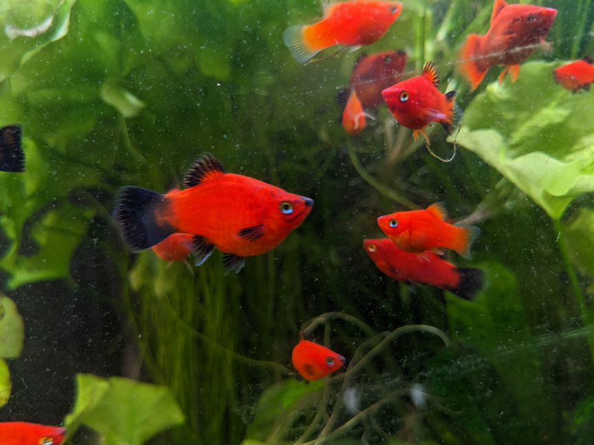 Отдам стайку молли, 4 ампулярии, 2 водорослееда