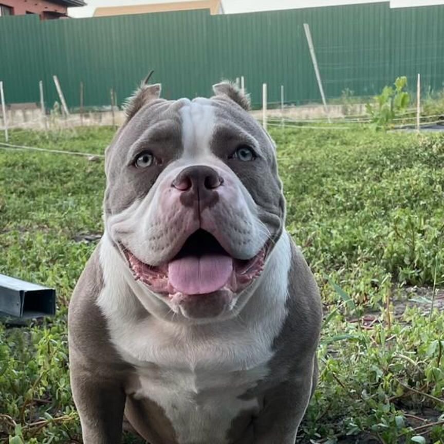 Вязка Американский булли покет-классик