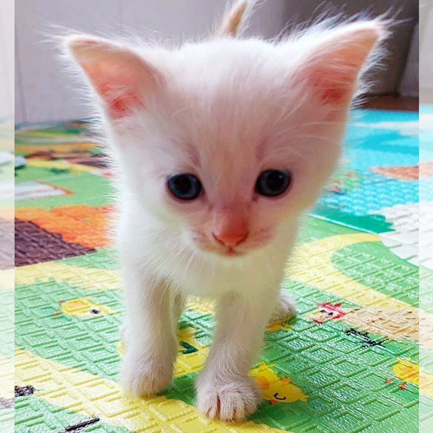 Котёнок белый