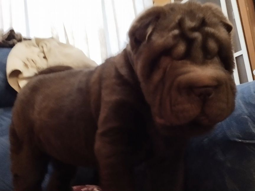 Щенок Шарпея, шоколадка