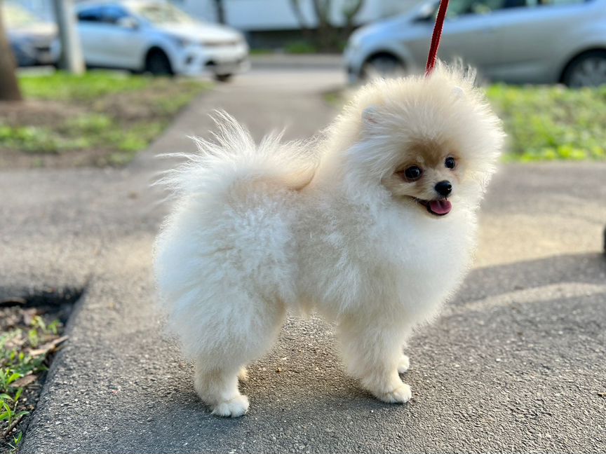 Щенки померанского шпица 5 мес