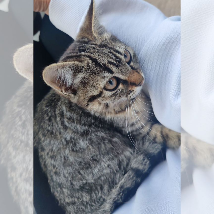 Отдам кота в добрые руки бесплатно