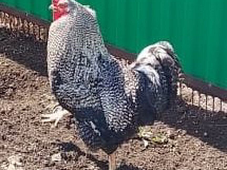 Петухи на продажу