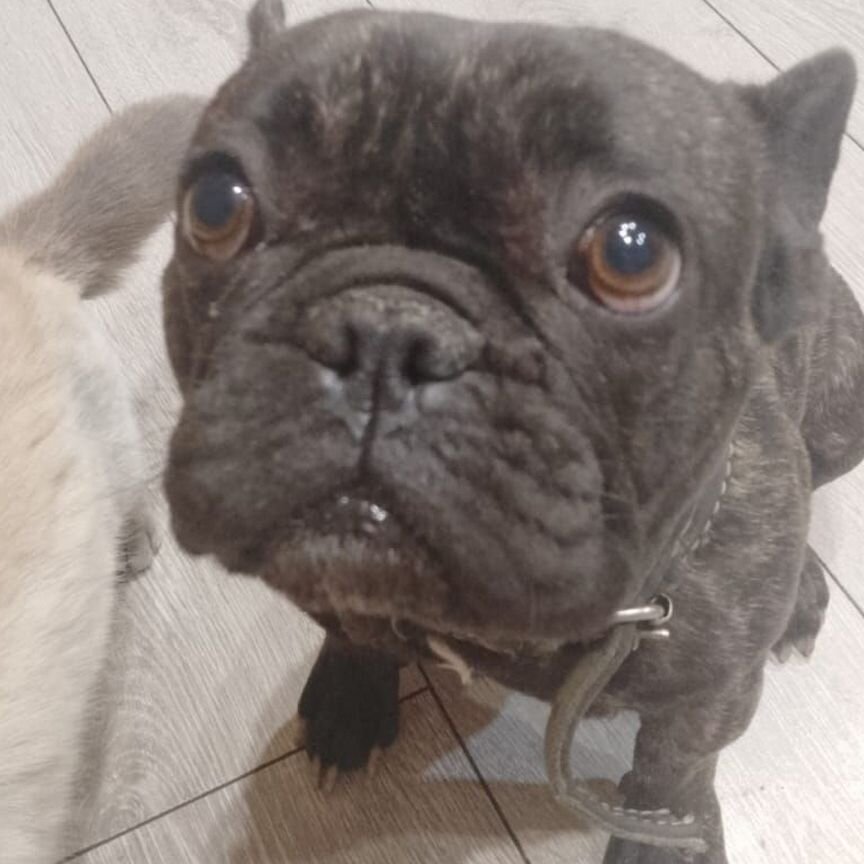 Французский бульдог