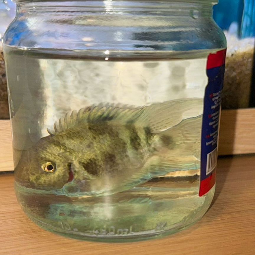 Рыбка сапфировый попугай