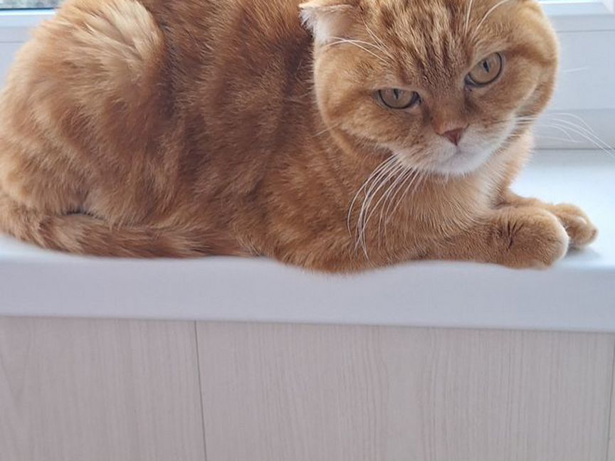 Котики бесплатно в добрые руки