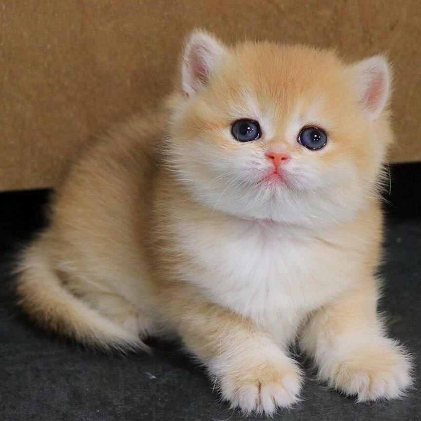 Британский короткошёрстный котёнок