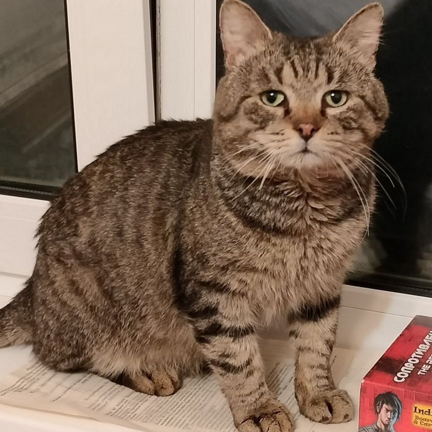 Котик ищет себе дом