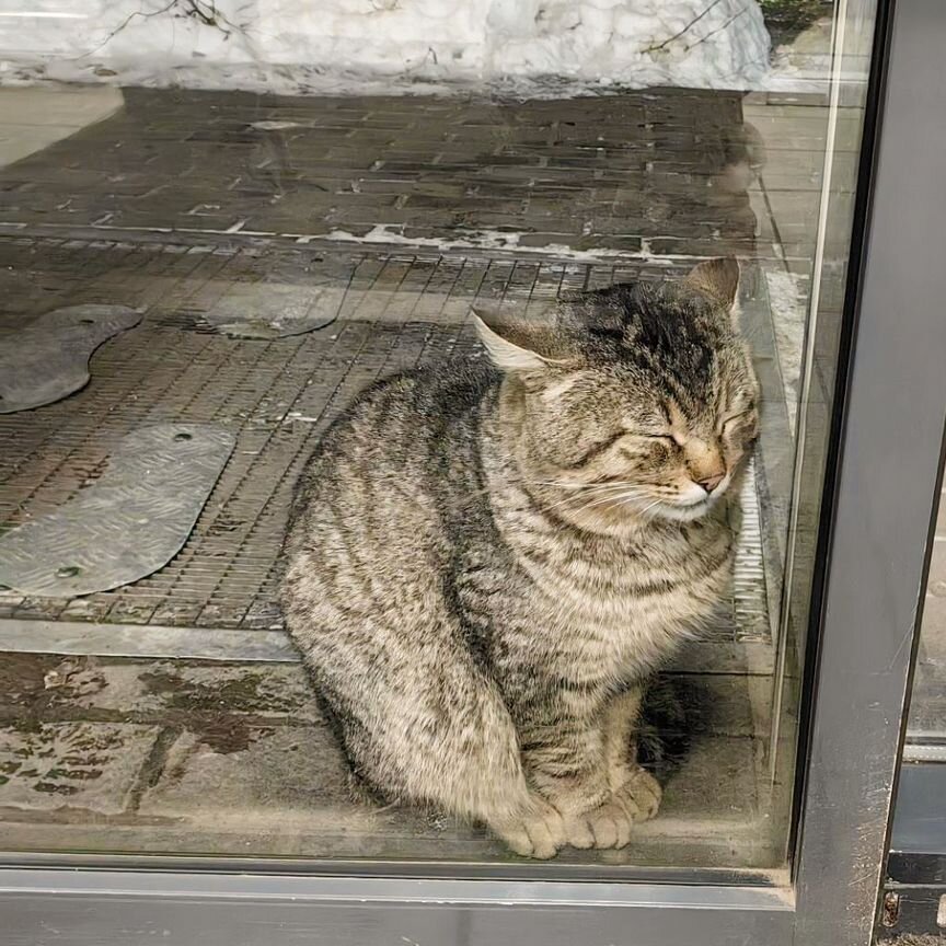 Кот в добрые руки. Бесплатно