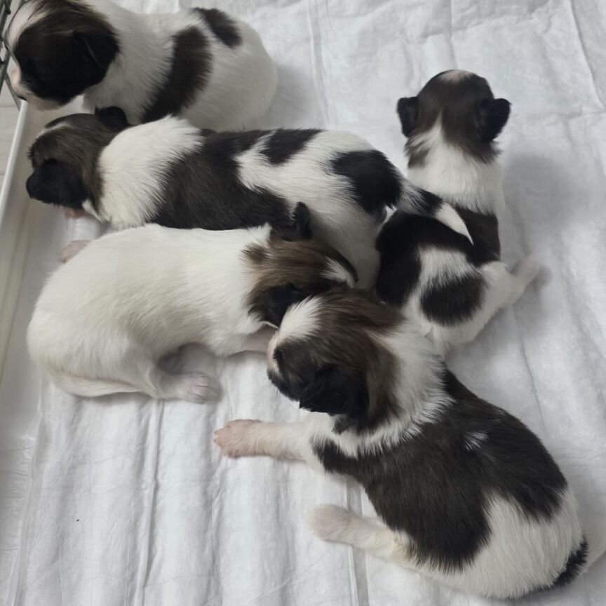 Континентальный той-спаниель папильон, щенок