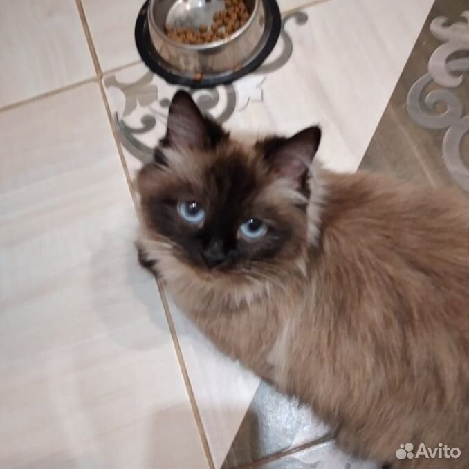 Котята продаются невские маскарадные