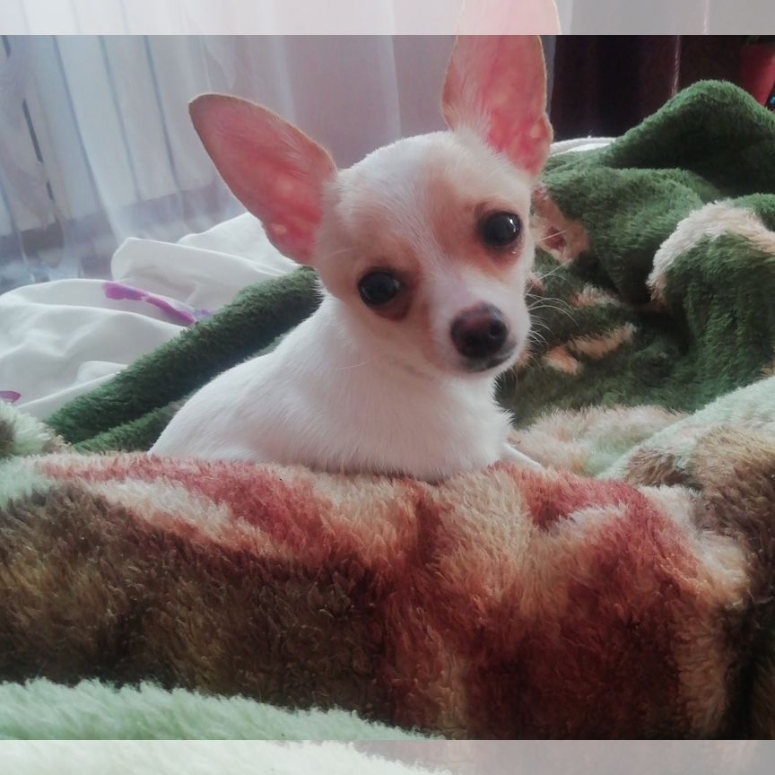 Русский той-терьер, щенок