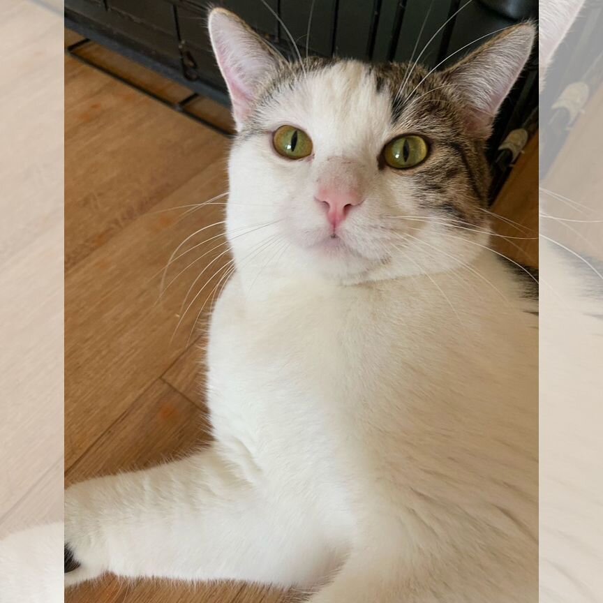 Взрослый кот в добрые руки