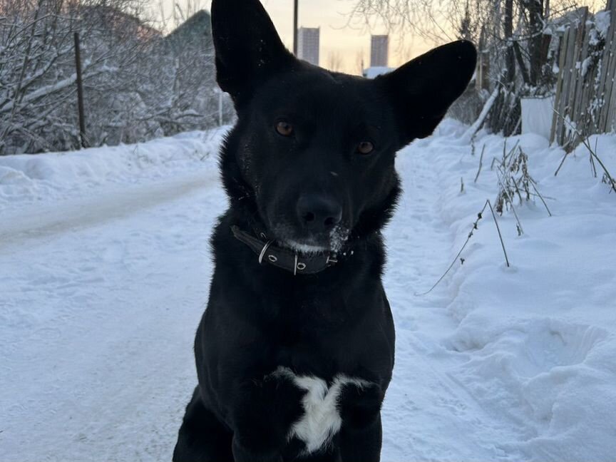 Новогоднее чудо