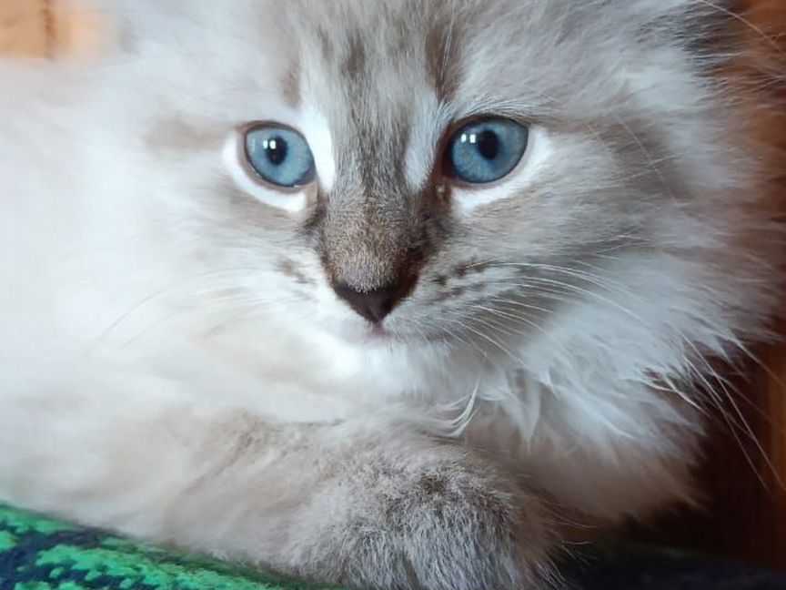 Котенок