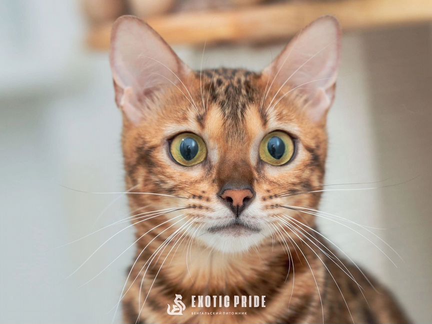 Бегальская кошка